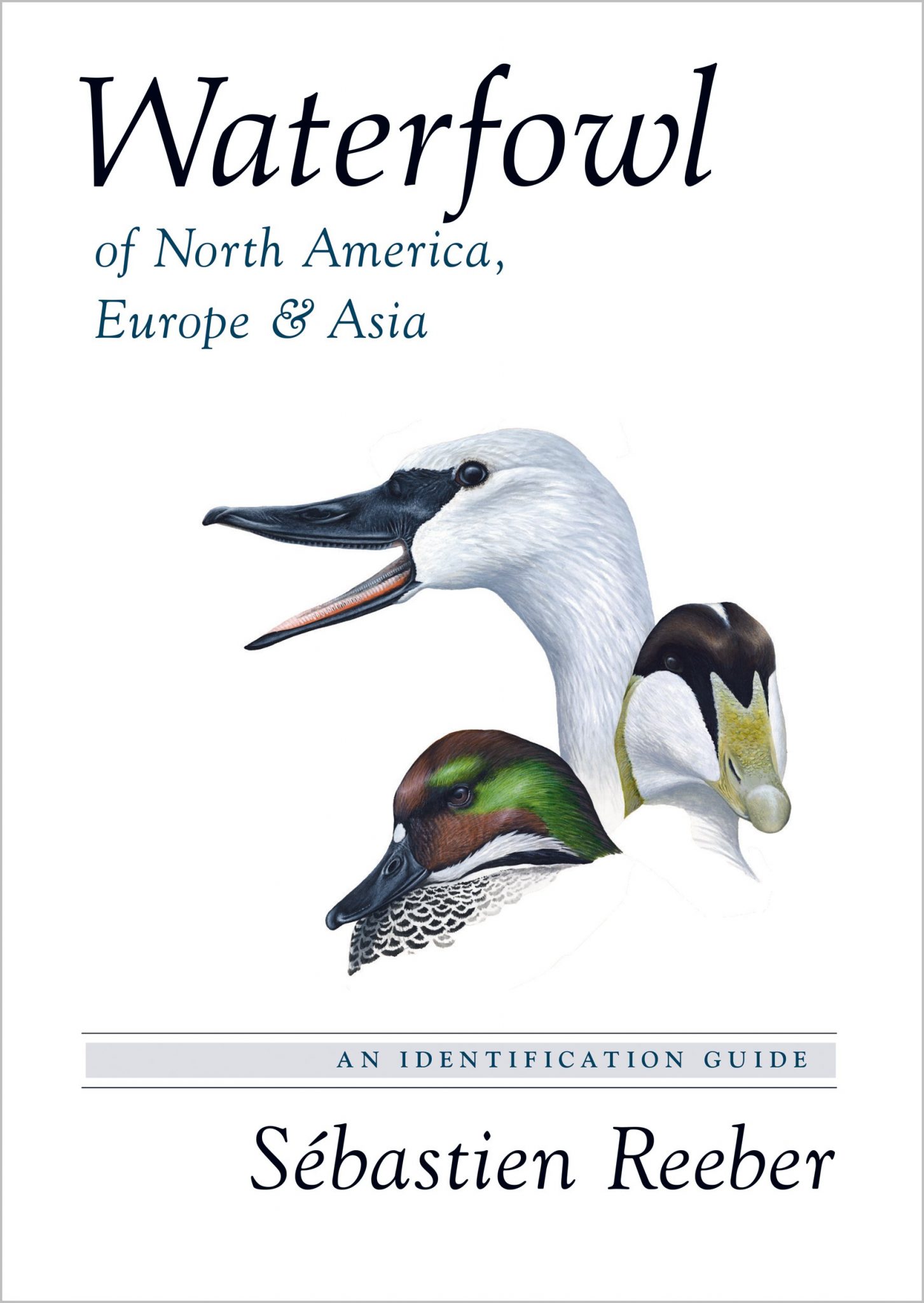 Waterfowl of North America, Europe, and Asia: An Identification Guide ...